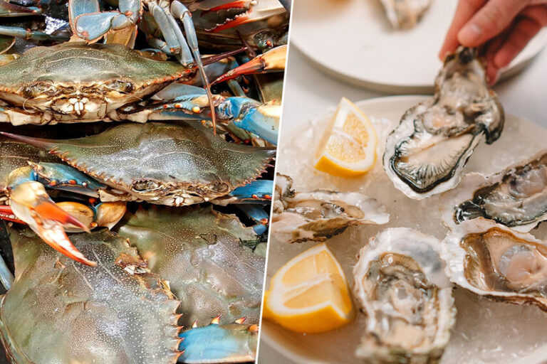 Mediterranean Blue Crab Invasion: Italians Turn to Oyster Farming - The ...